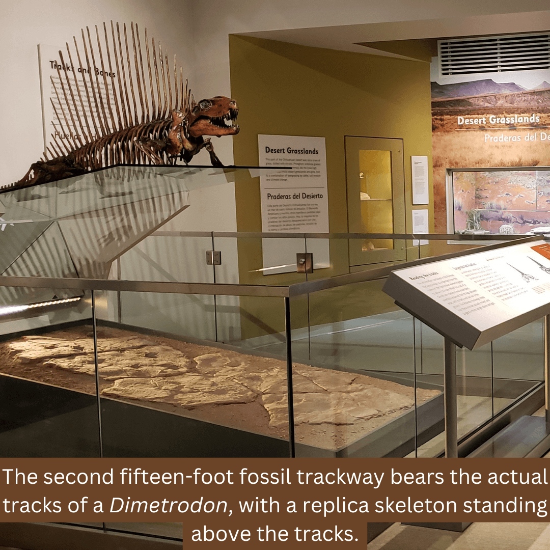 Las Cruces Museum of Nature & Science ~ 280-Million-Year-Old Trackways ...
