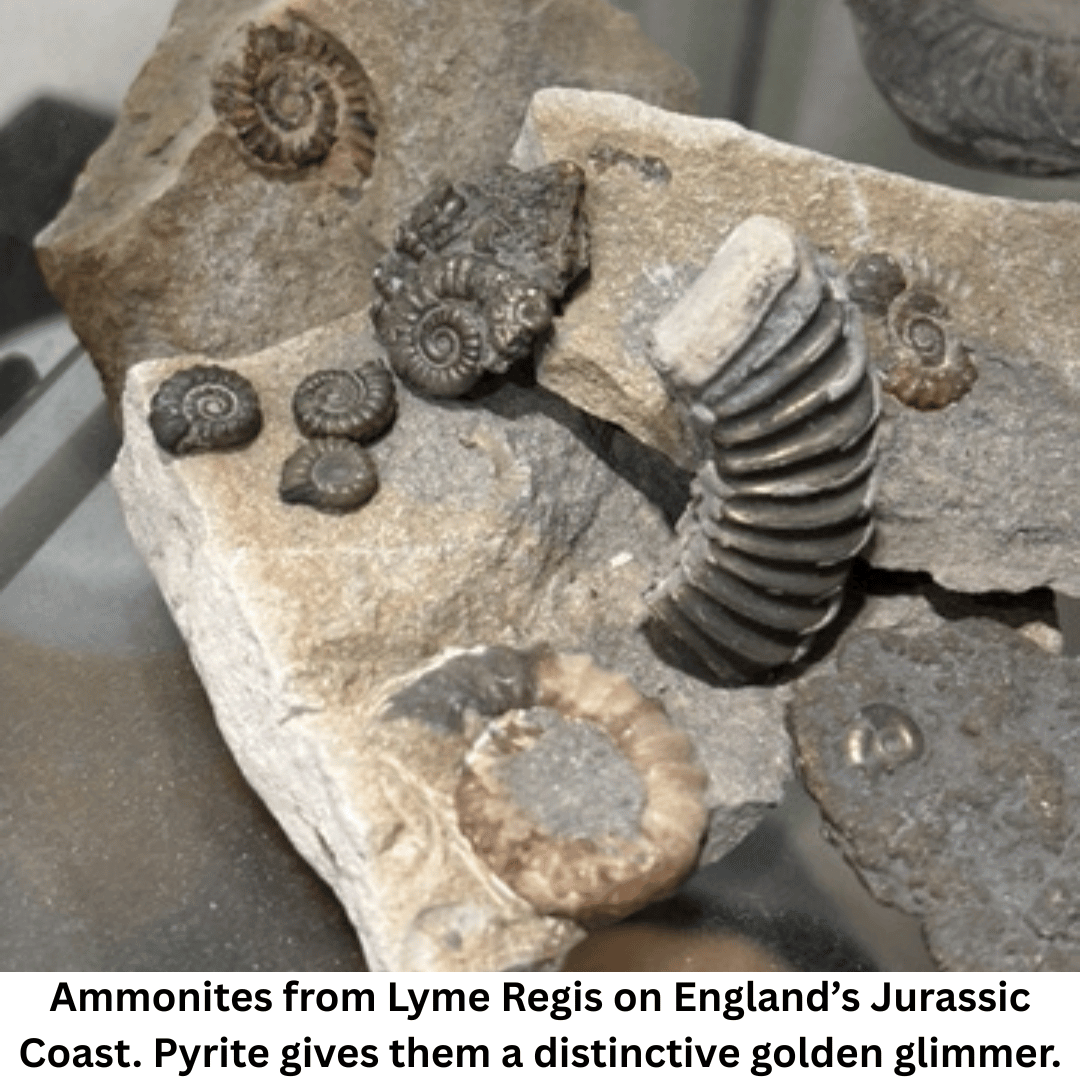 How to Get Started Collecting Fossils