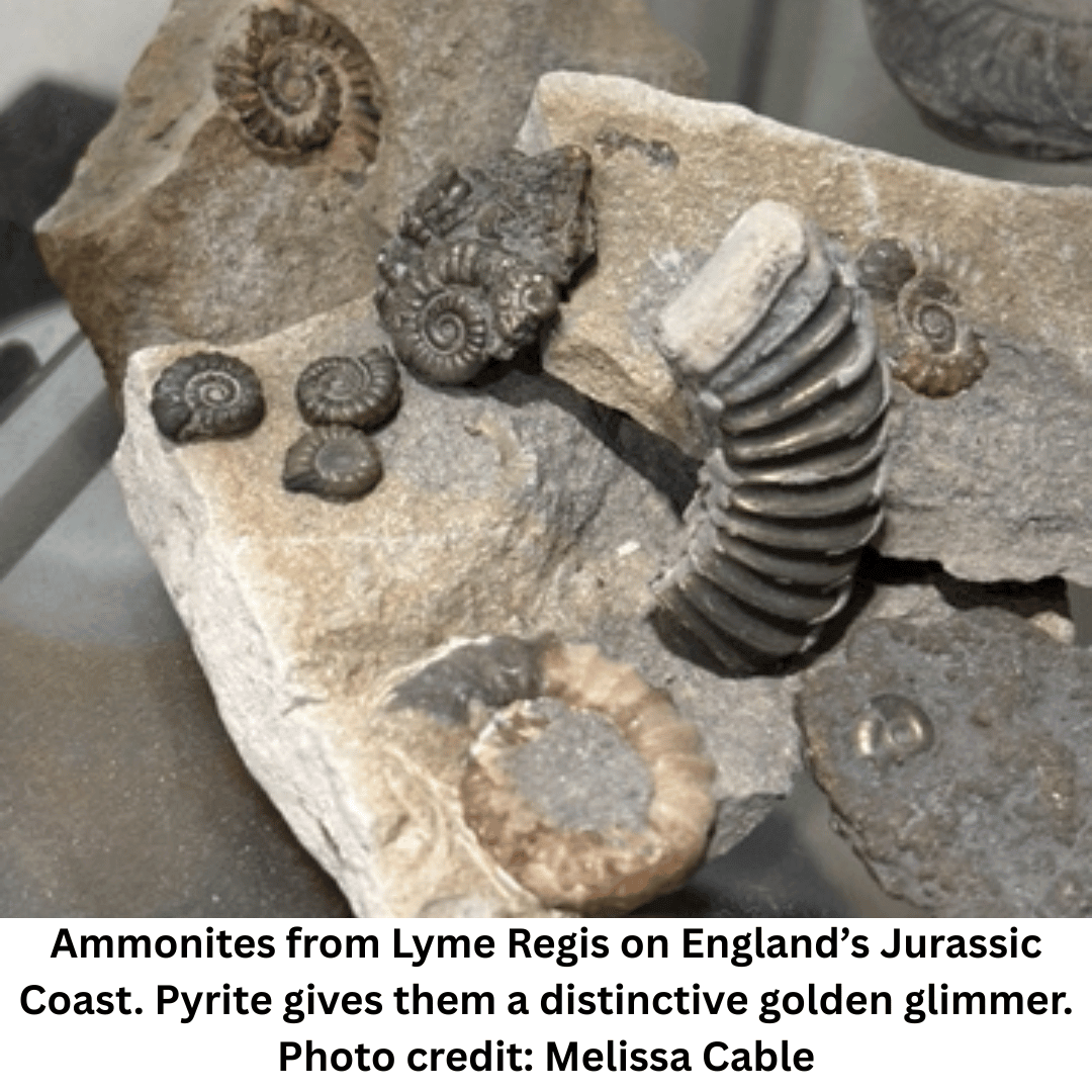 How to Get Started Collecting Fossils