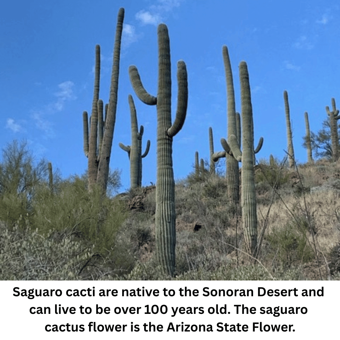 Experience the Southwest at the 2026 Tucson Gem Shows