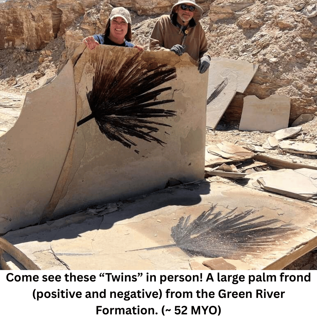 Generations of Fossils: Explore the Tynsky Legacy at the RMGM Tucson ...